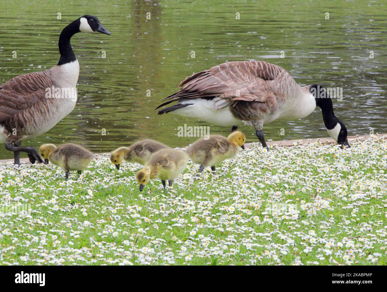 Canada goose (Branta canadensis). Two parents with young geese walking ...