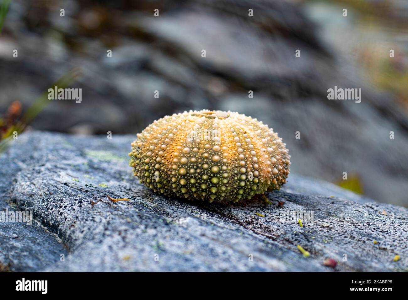 Sea urchin shells and shells Stock Photo - Alamy Sea urchin shells and shells Stock Photo - Alamy