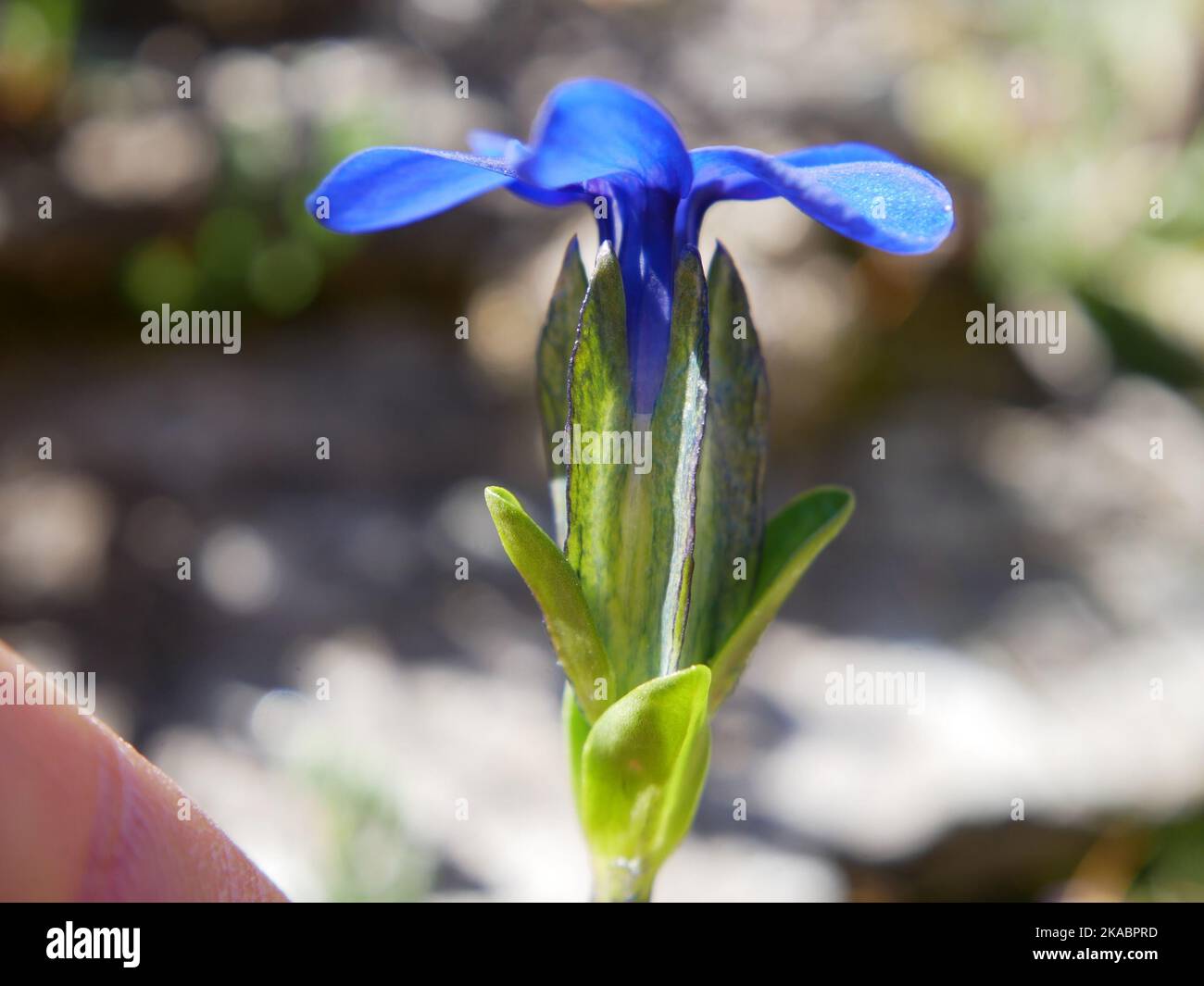 Swiss mountain discovering hi-res stock photography and images - Alamy