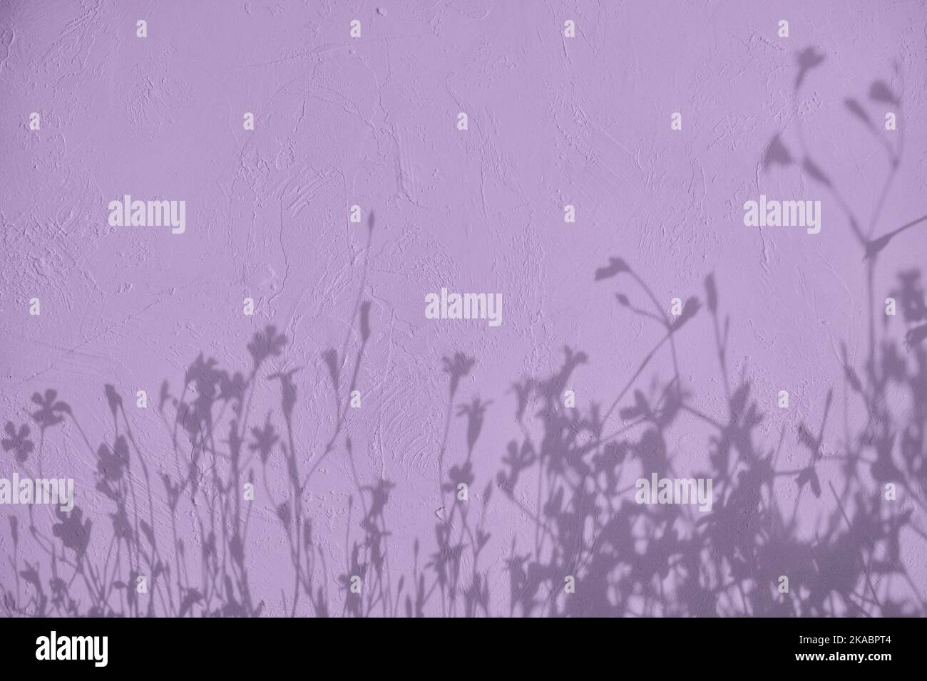 Shadow of flowers on purple concrete wall texture background Stock ...