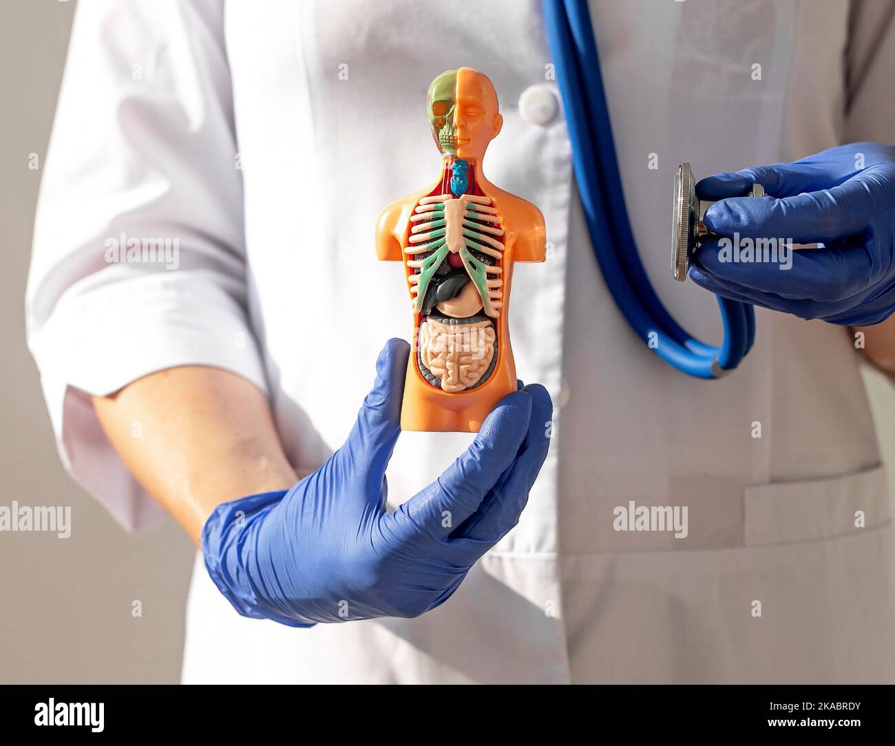 Doctor listening with stethoscope 3d human model with inner organs ...