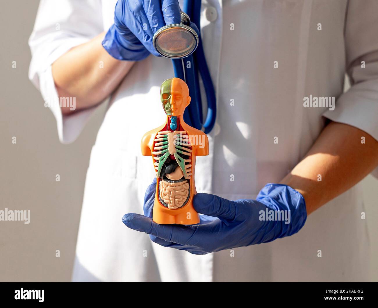 Doctor listening with stethoscope 3d human model with inner organs ...