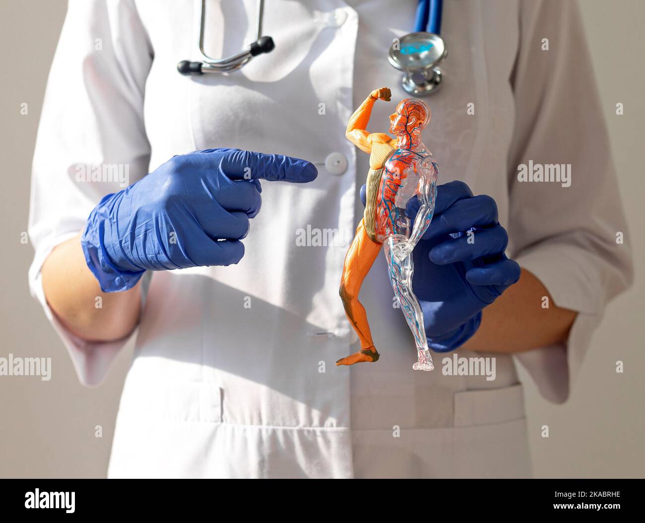 Doctor hands pointing to human body 3d model without skin. Body ...