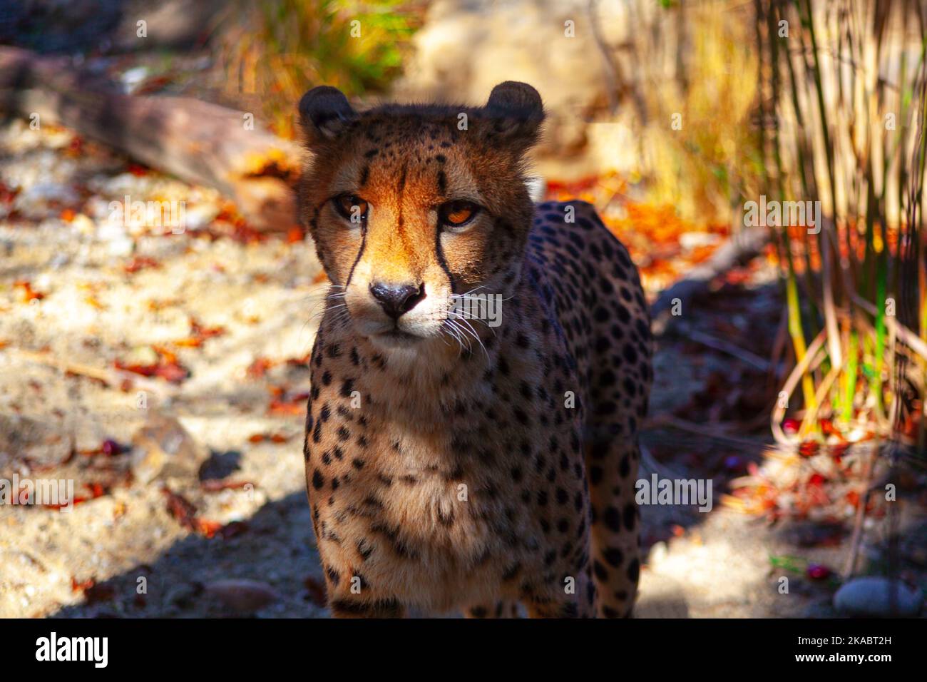 Cheetah cat native to Africa . Fastest mammal on land . Acinonyx ...