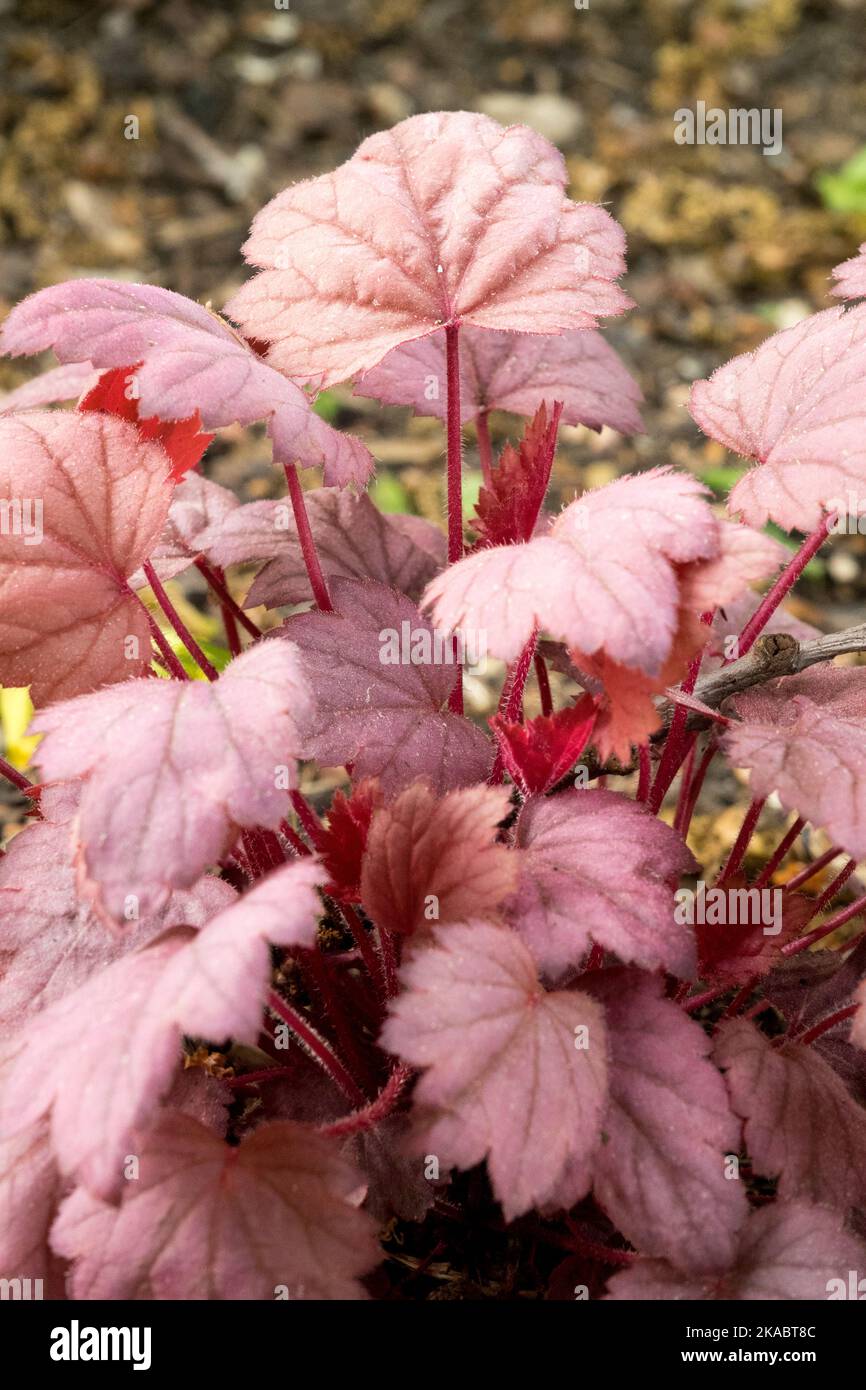 Heucheras plant foliage herbaceous heuchera grape soda hi-res stock ...