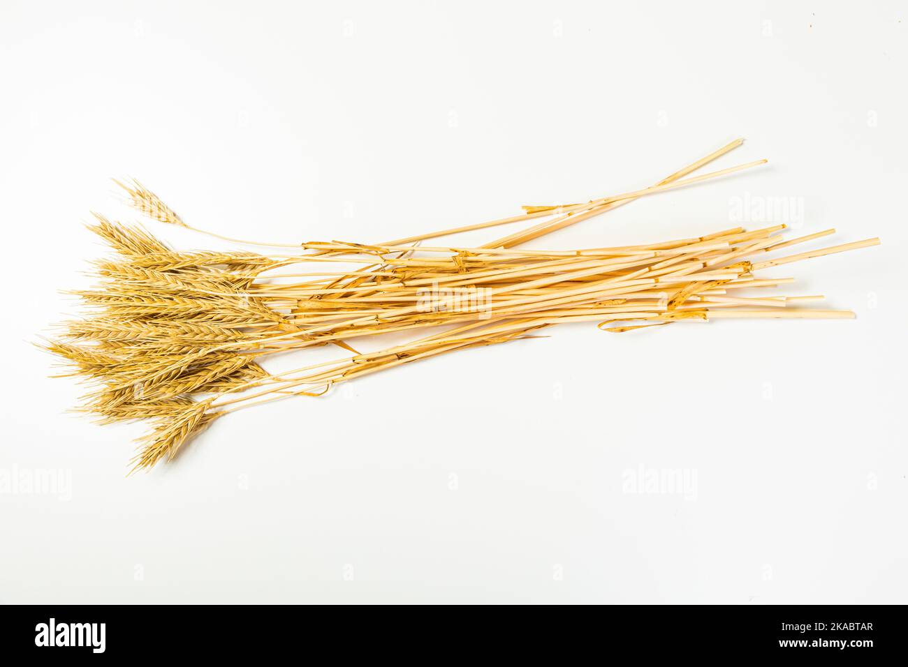 Seeds of ripe wheat on a white background. A whole crop of wheat germ ...