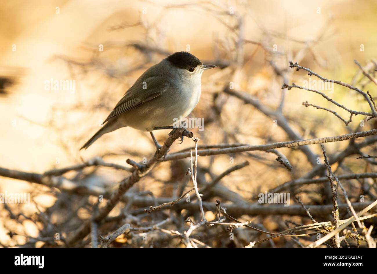 Common whitethroat male on a perch in a Mediterranean forest with the ...