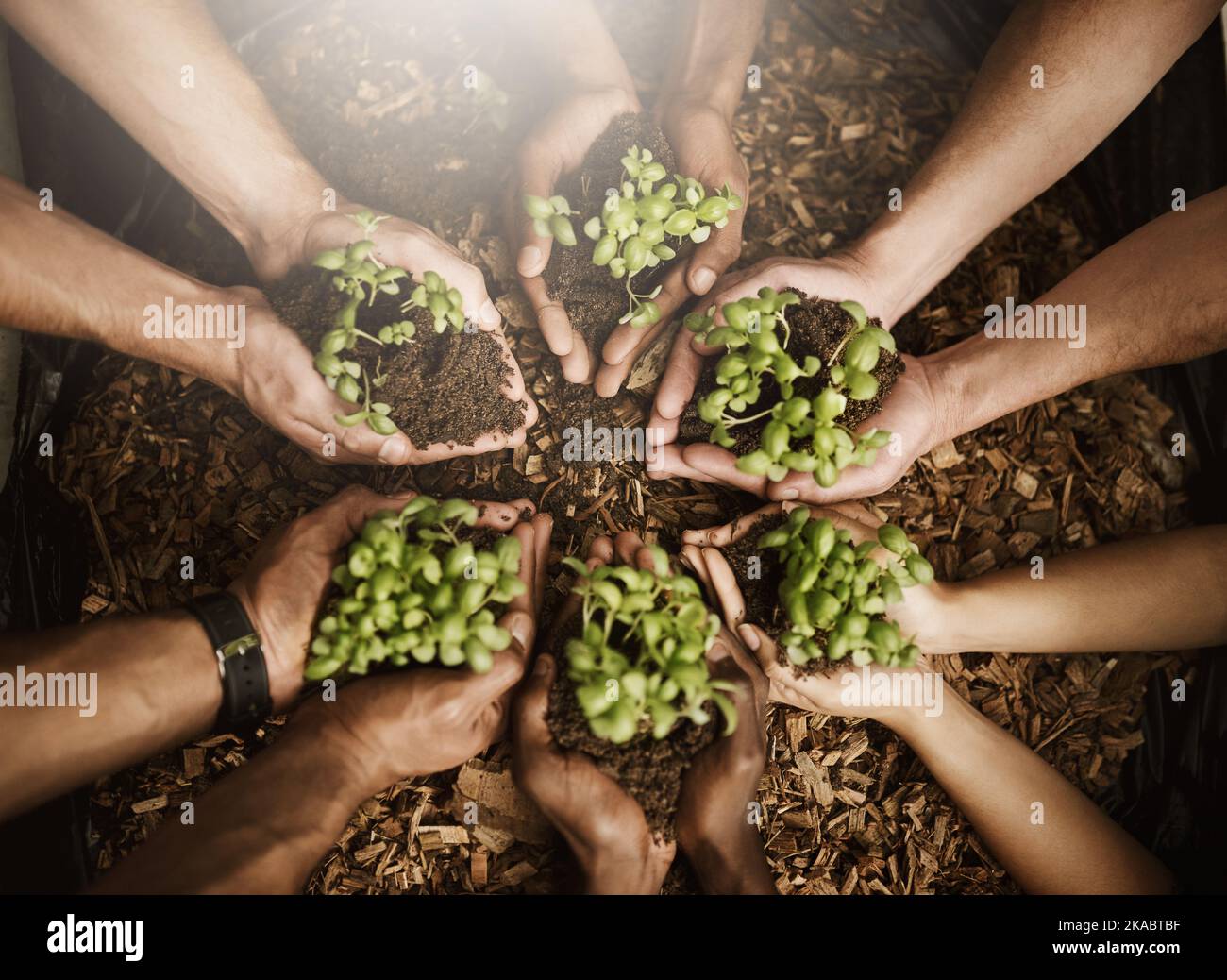 Plant a tree and see life grow. a group of people holding plants ...