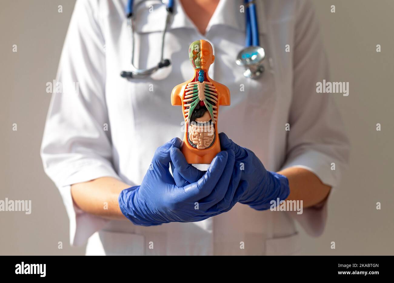 Doctor holding 3d human model with inner organs inside. Concept of ...