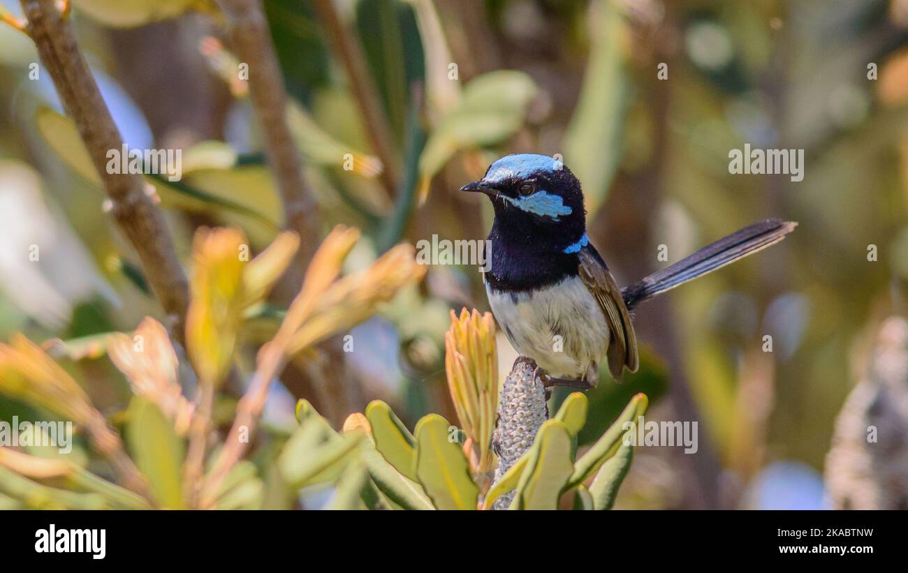 Male Superb fairy wren in Australia Stock Photo - Alamy