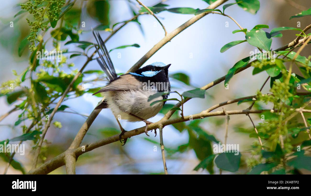 Male Superb fairy wren in Australia Stock Photo - Alamy