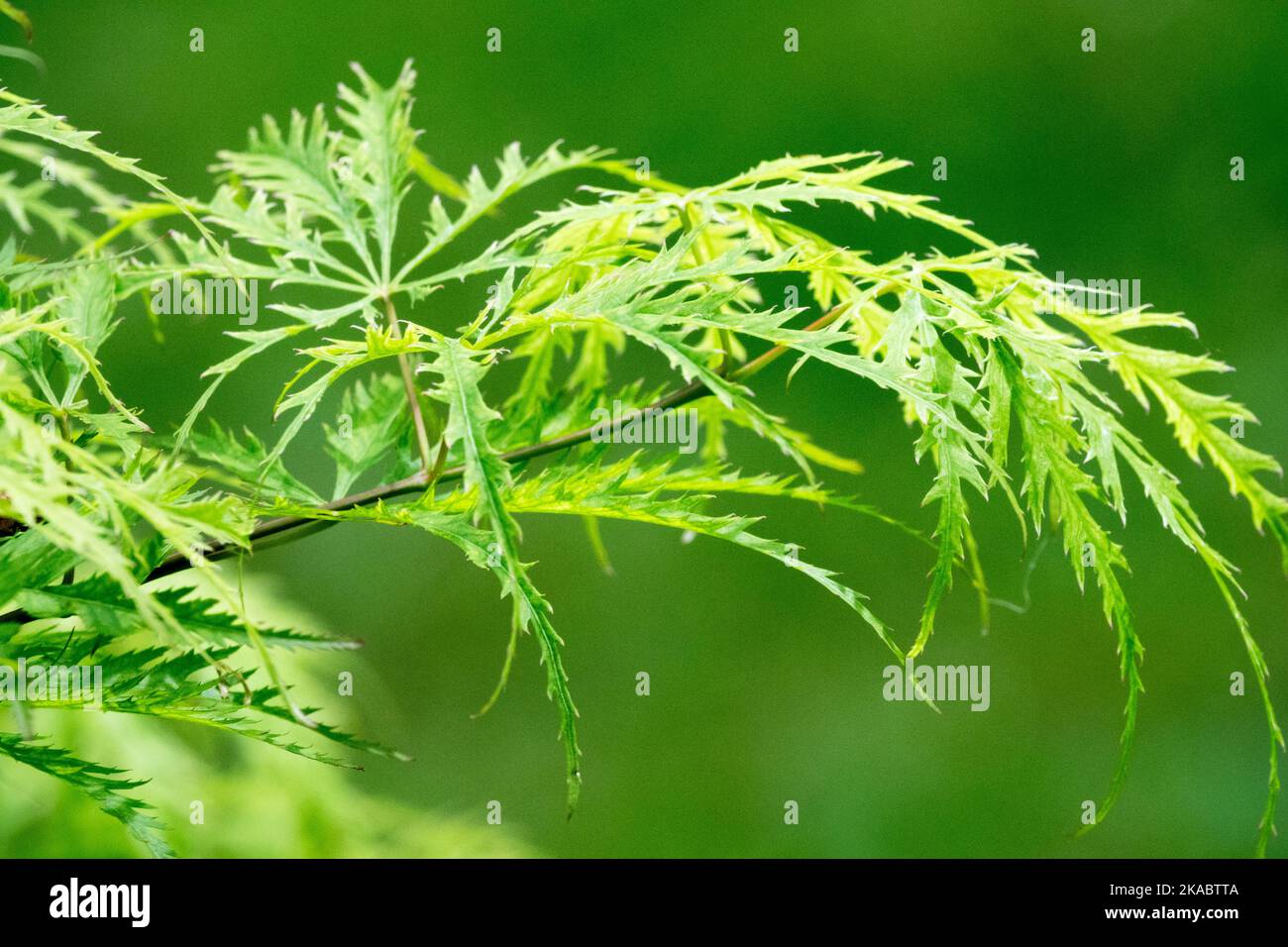 Cutleaf Japanese Maple Acer Palmatum Filigree Spring Maple Leaves