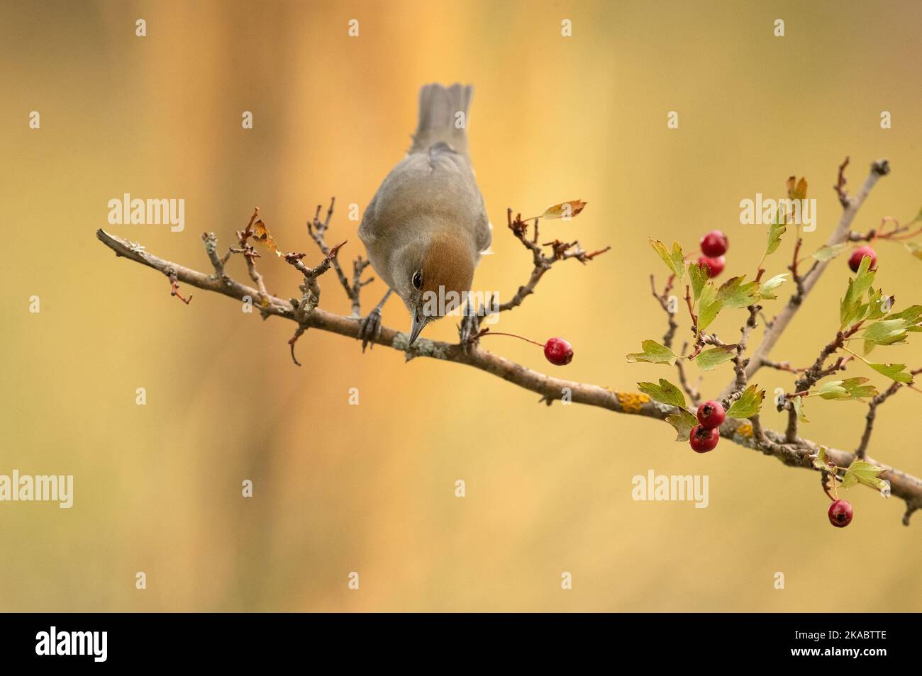 Female of Common whitethroat in a perch within a Mediterranean forest ...