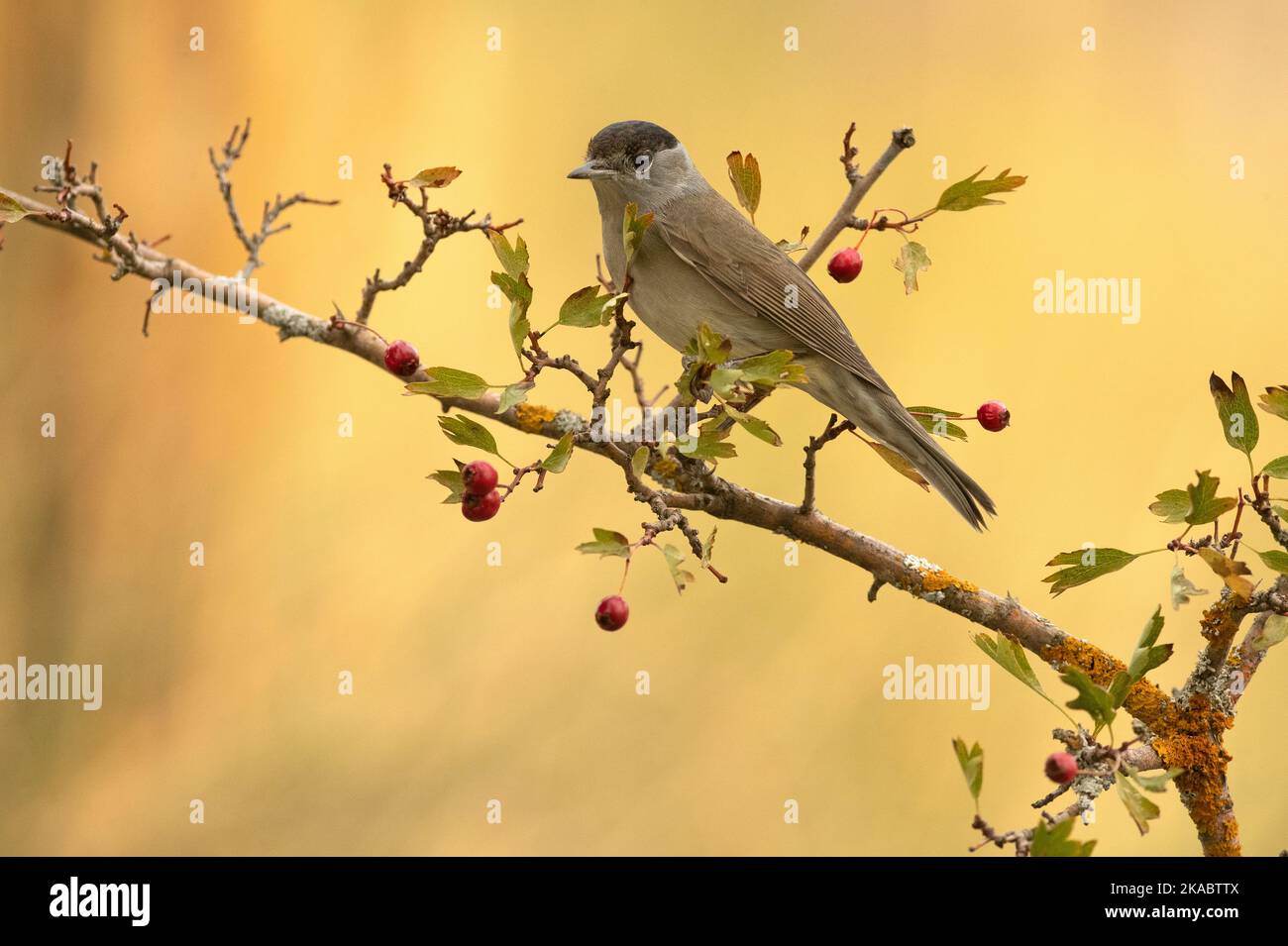 Common whitethroat male on a perch in a Mediterranean forest with the ...