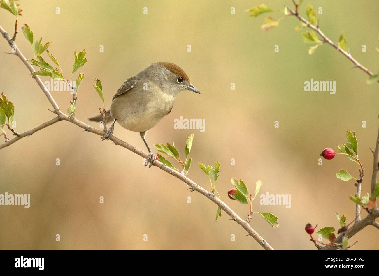 Female of Common whitethroat in a perch within a Mediterranean forest ...