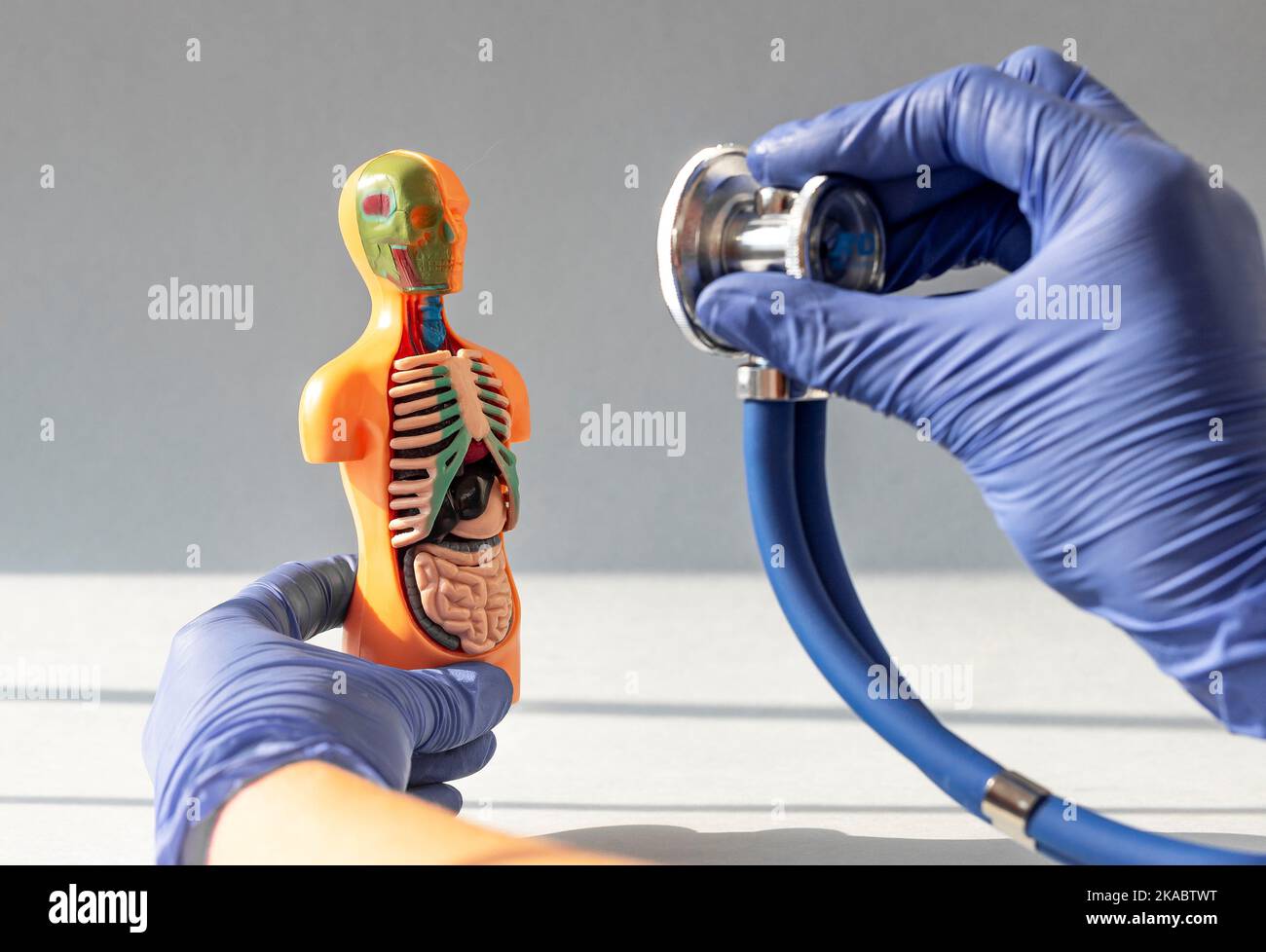 Man anatomy internal organs hand hi-res stock photography and images ...