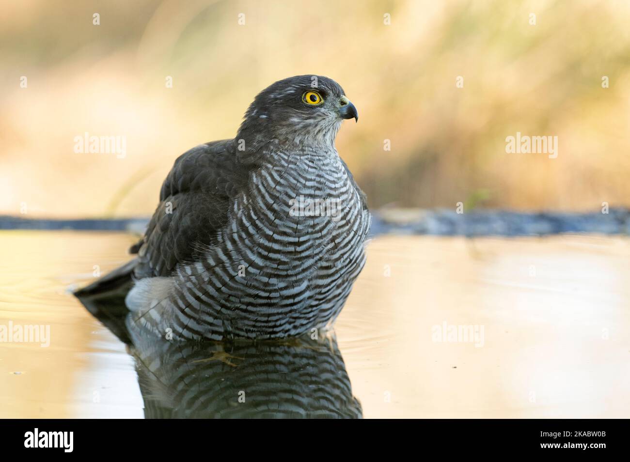 Adult male northern goshawk drinking hi-res stock photography and ...