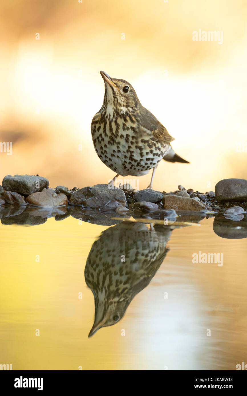 Song thrush at a water point in a Mediterranean forest with the first ...
