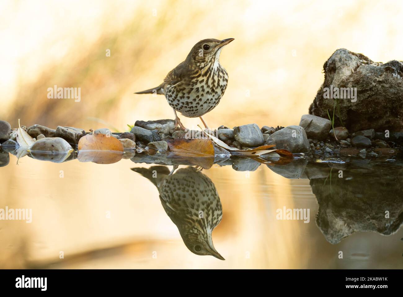 Song thrush at a water point in a Mediterranean forest with the first ...