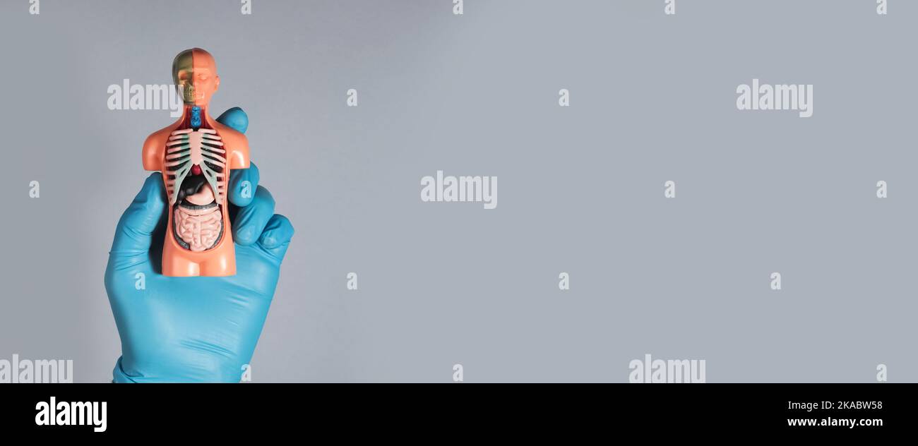 3d human model with inner organs inside, ribs, intestine in doctors ...