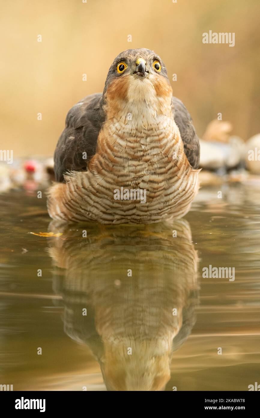 Adult male Eurasian sparrow hawk drinking and bathing in a water point ...