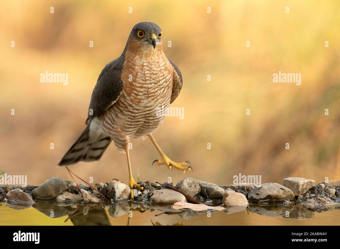 Adult male Eurasian sparrow hawk drinking and bathing in a water point ...