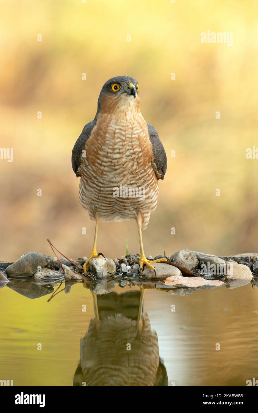 Adult male Eurasian sparrow hawk drinking and bathing in a water point ...