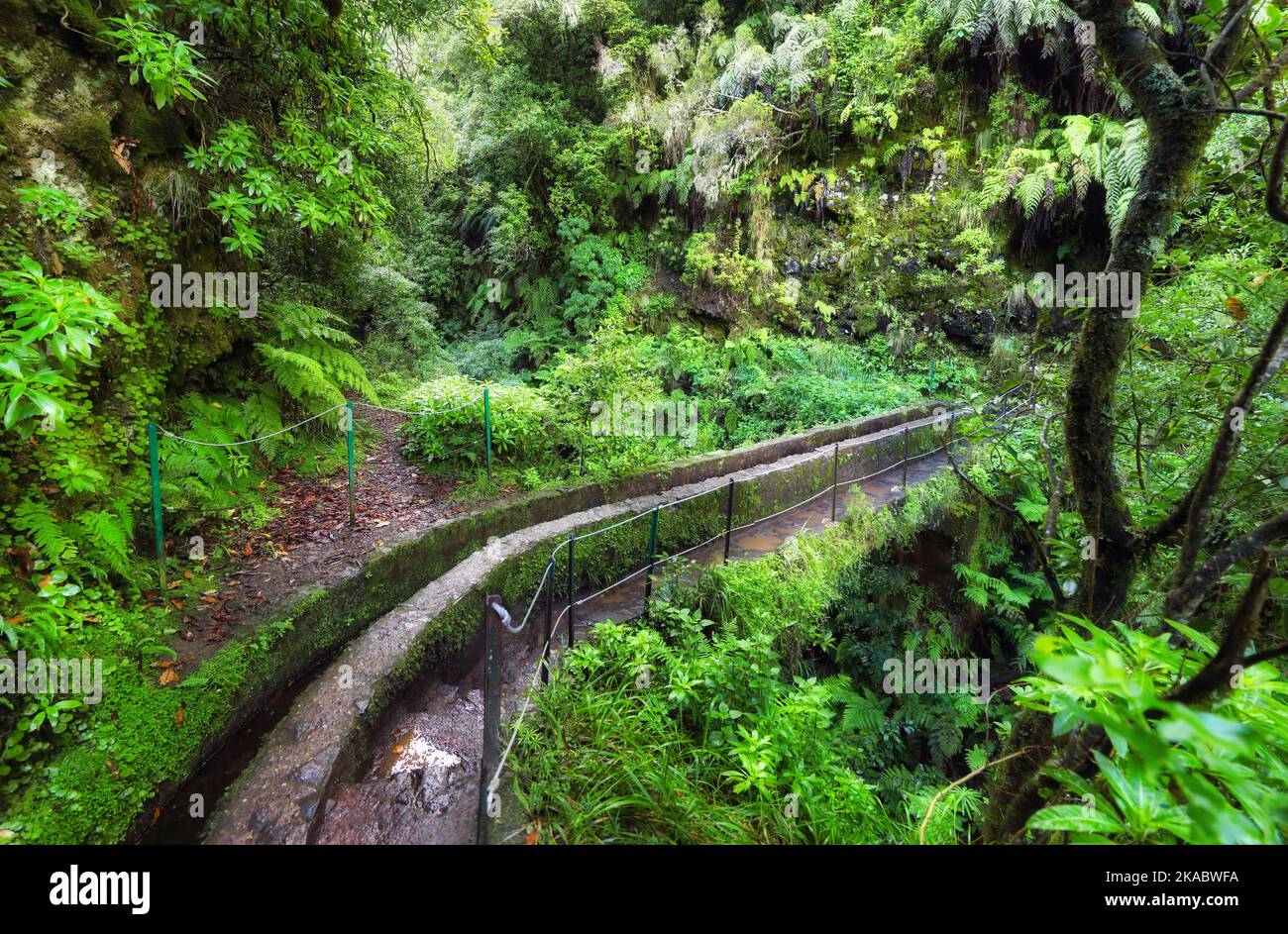 Jungle with water canal in Green Madeira Island, Water bridge levada ...