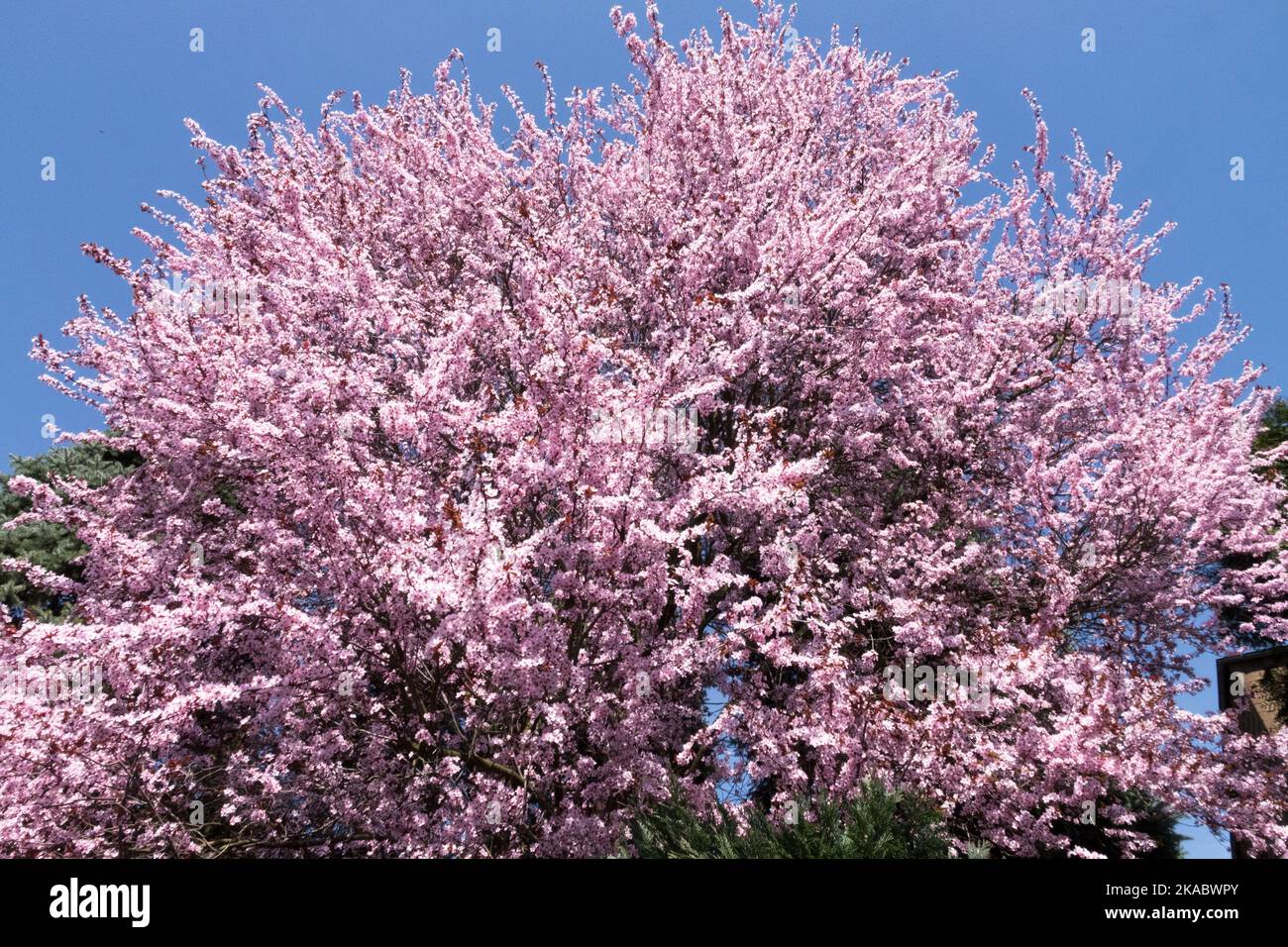 Spring beautiful pink tree Prunus cerasifera "Nigra" Cherry Plum ...