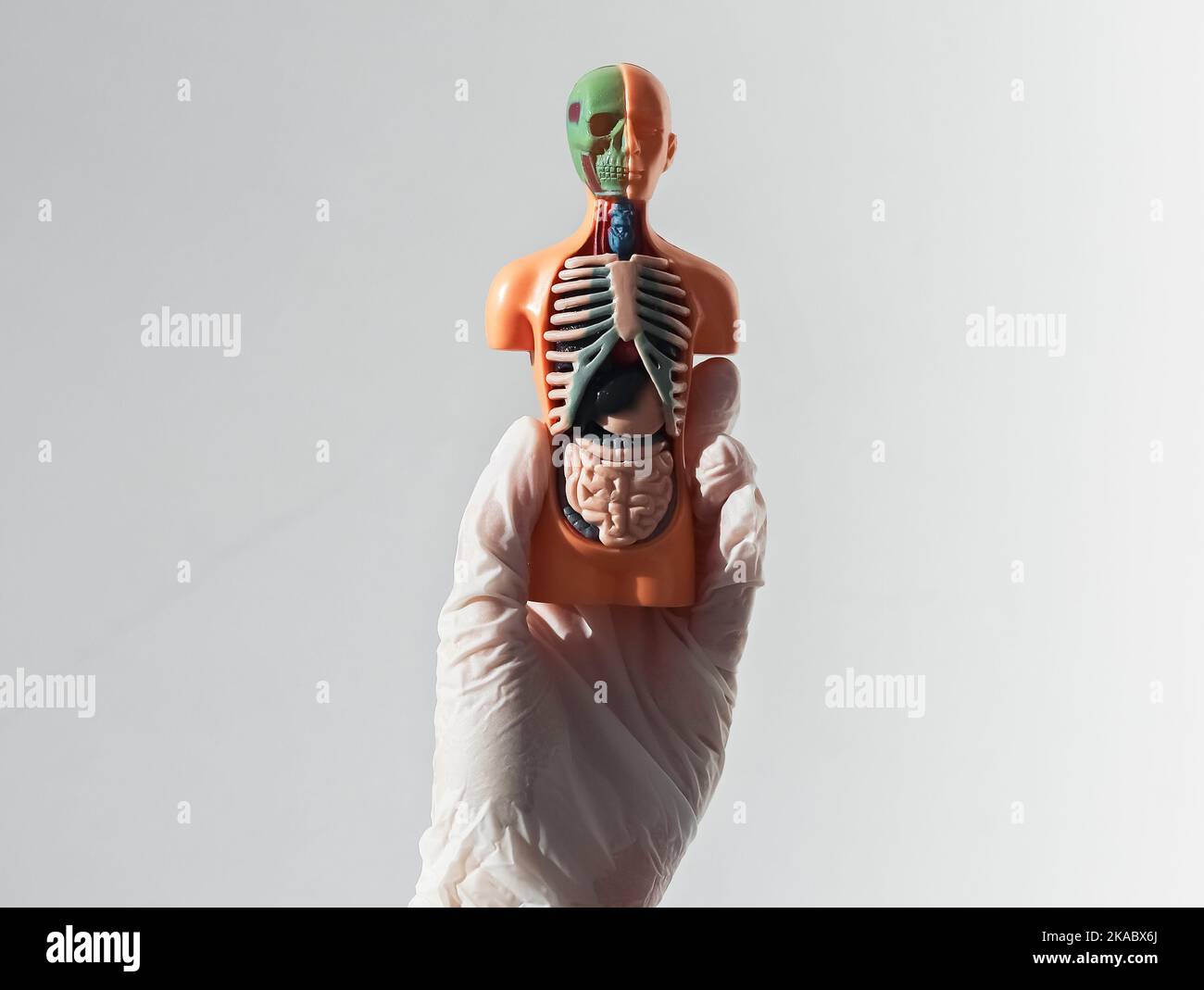 Skinless human body model with inner organs in hand in glove Stock ...