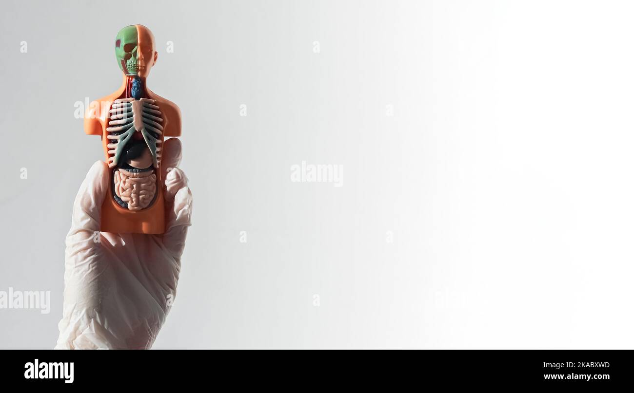 3d skinless human model with inner organs inside over white gray ...