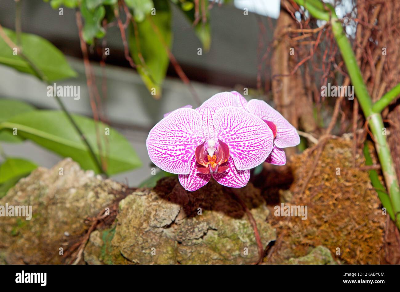 orchids in the botanical garden in Washington Stock Photo - Alamy
