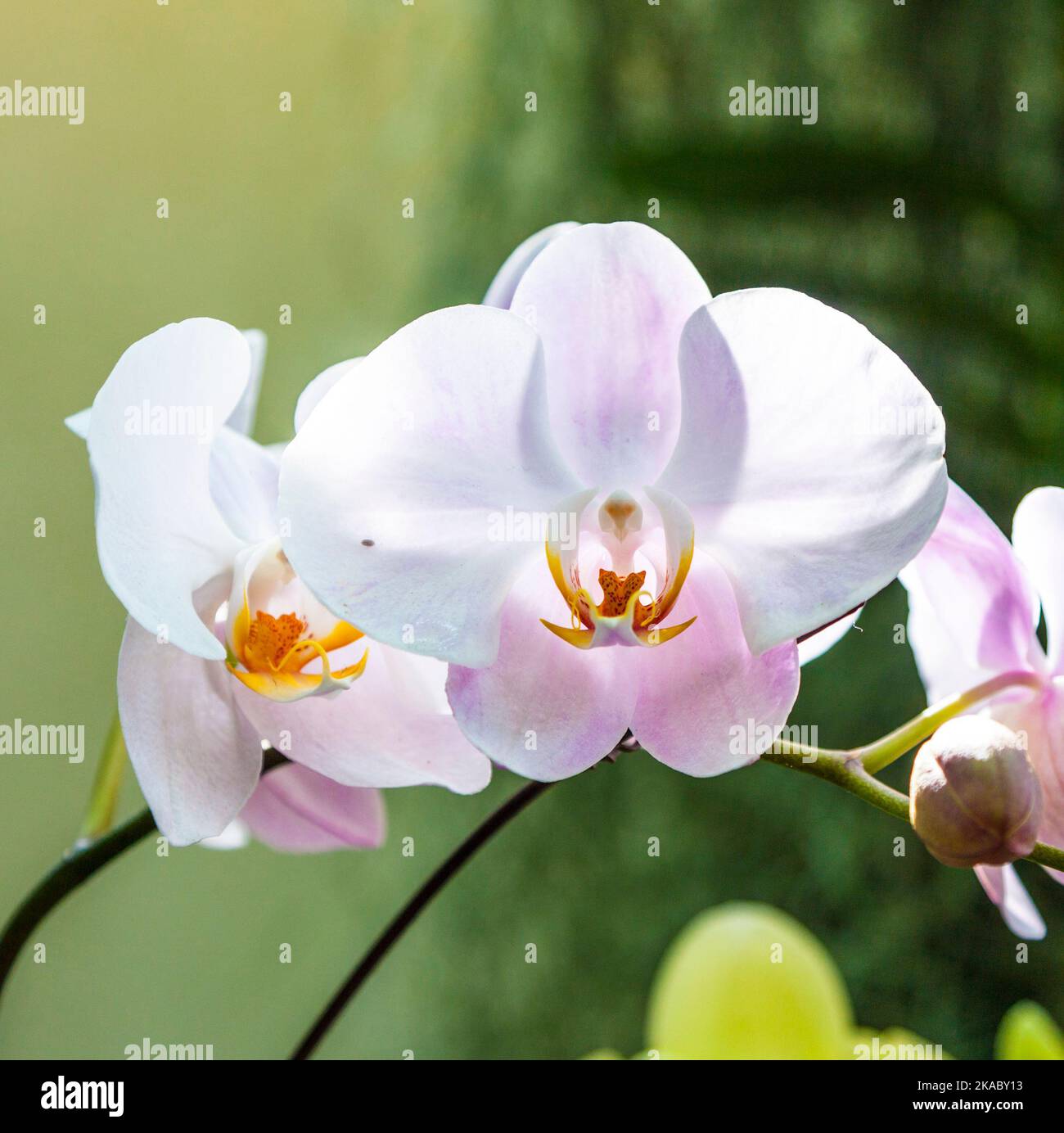 orchids in the botanical garden in Washington Stock Photo - Alamy