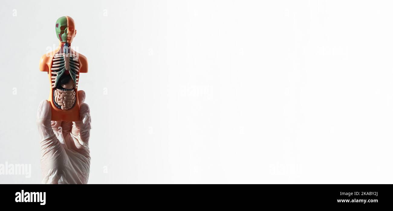 3d skinless human model with inner organs inside over white background ...