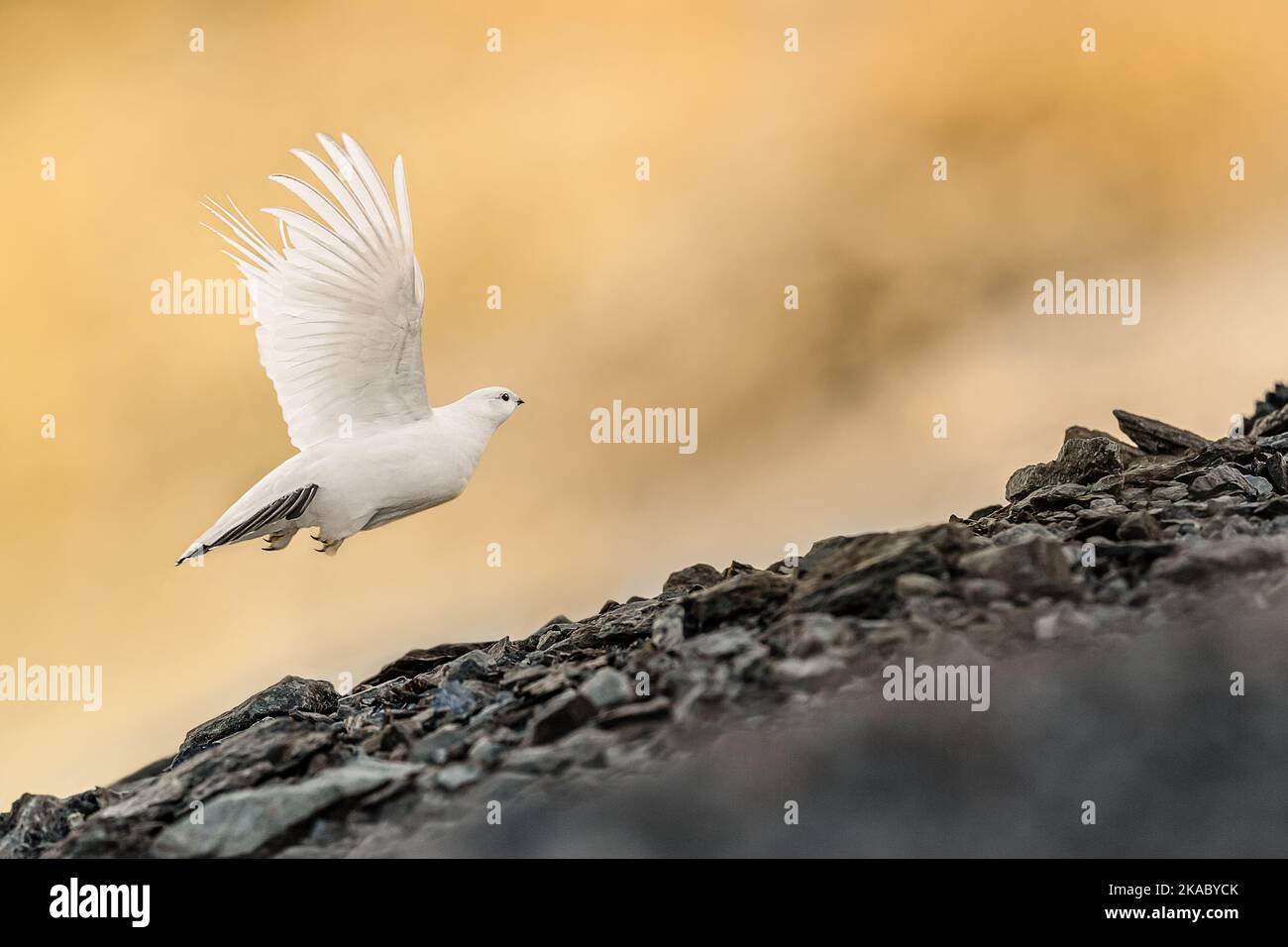 Flying into the dawn, fine art portrait of Rock ptarmigan male (Lagopus ...
