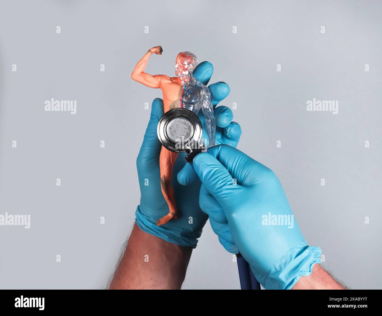 Listening with stethoscope skinless human 3d body model Stock Photo - Alamy