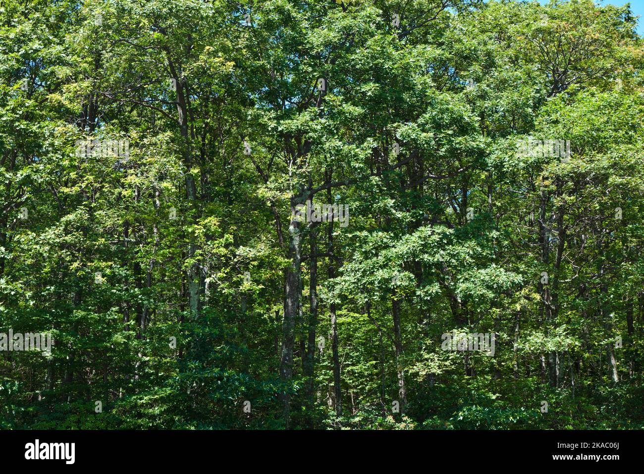 Beautiful trees in dense forest in the popular Blue Ridge Mountains in ...