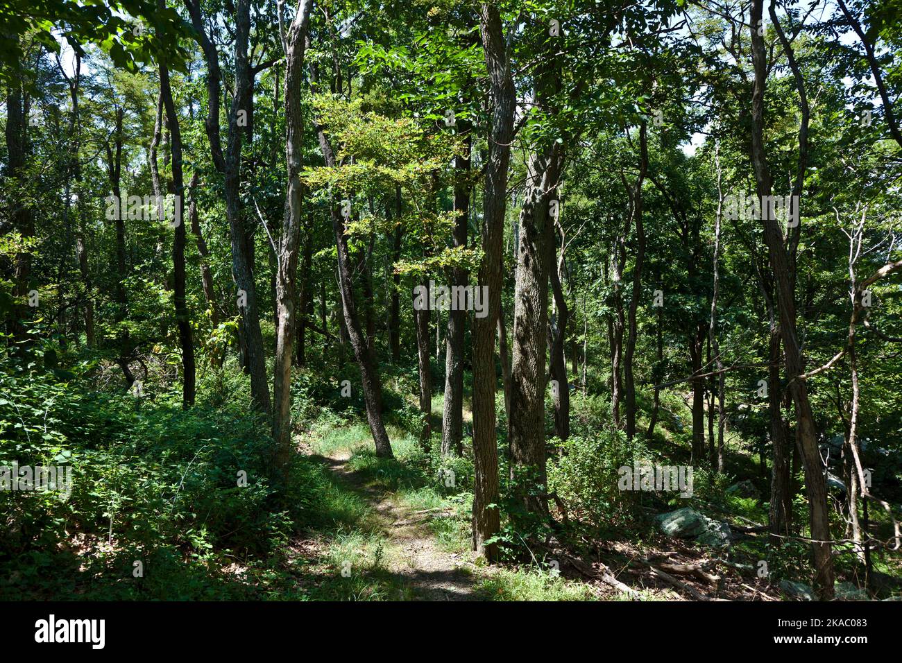 small path in dense forest in the popular Blue Ridge Mountains in ...