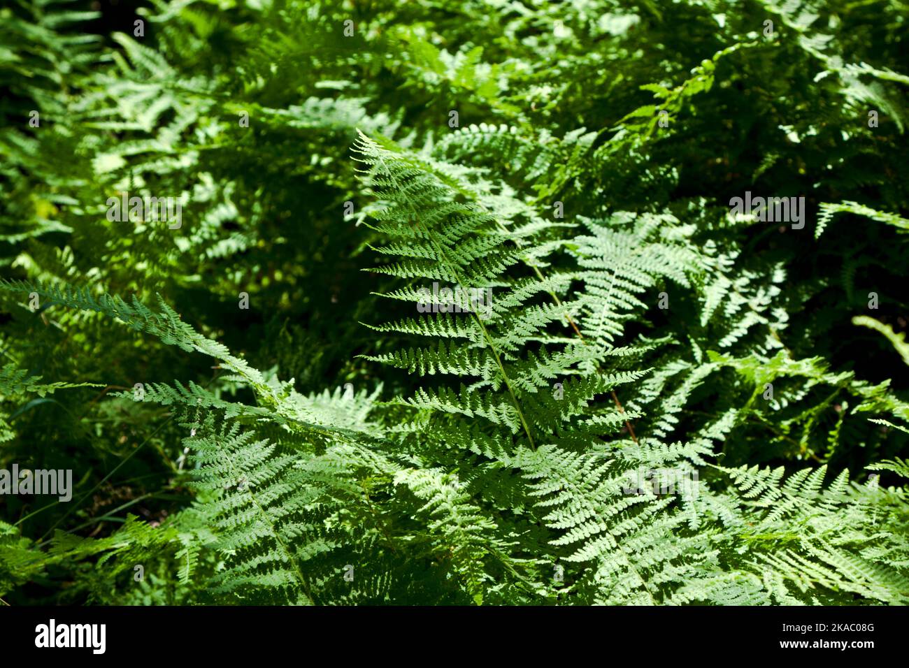 Beautiful fern in dense forest in the popular Blue Ridge Mountains in ...