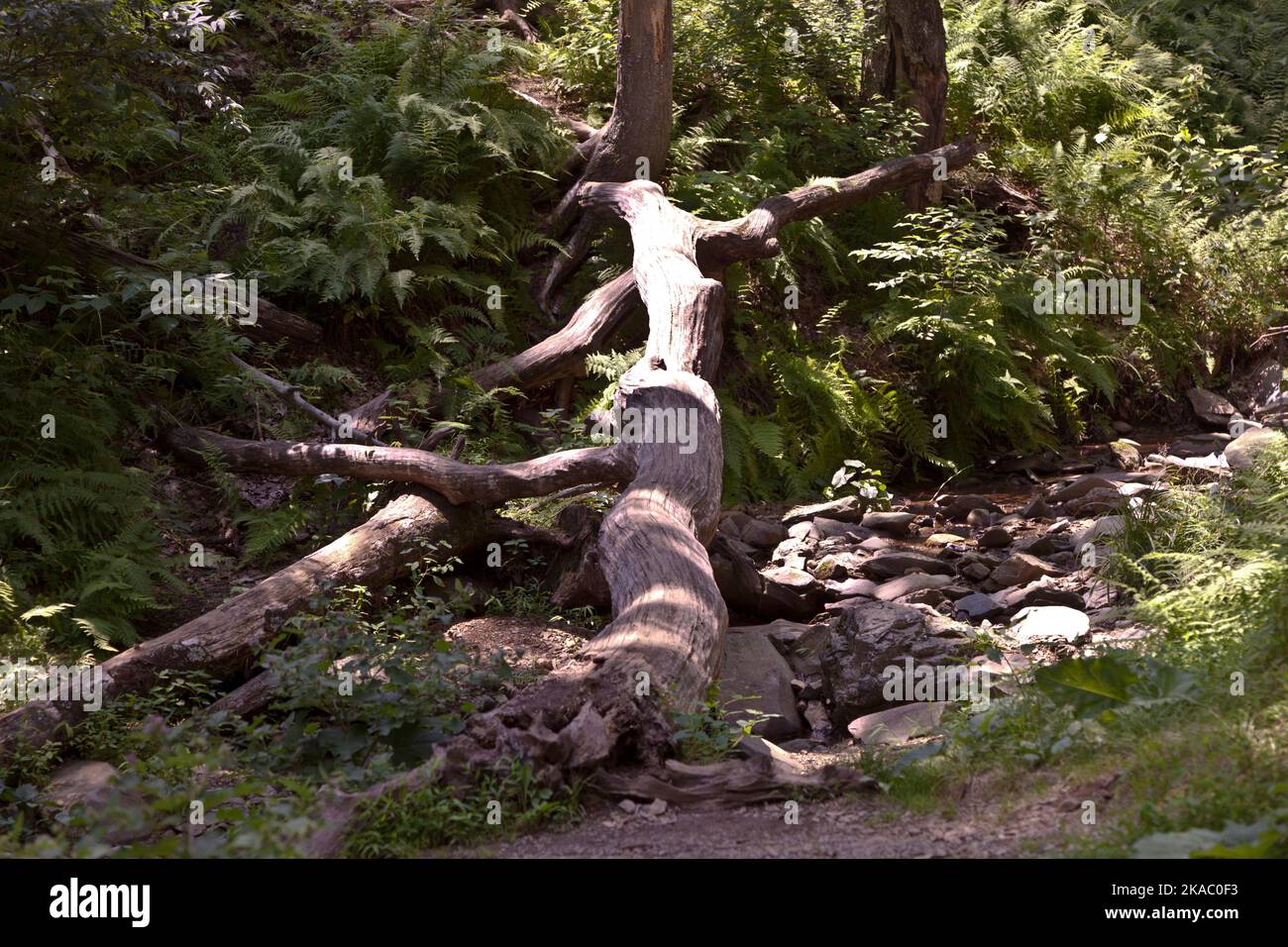 dead tree in dense forest in the popular Blue Ridge Mountains in ...