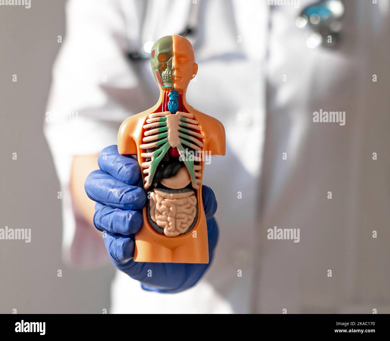 Hand in glove holding 3d human body model with inner organs. Concept of ...