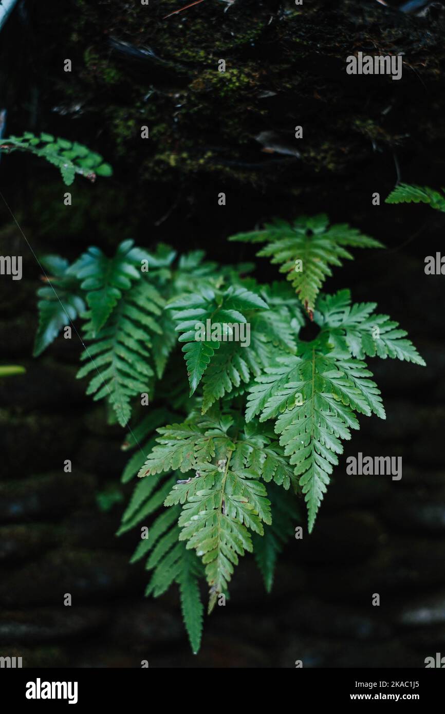 Ferns texture hi-res stock photography and images - Alamy