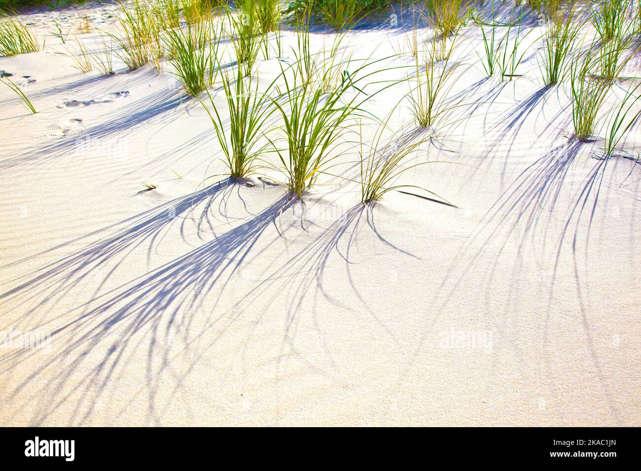 Wind blown grass on fine sand dune Stock Photo - Alamy