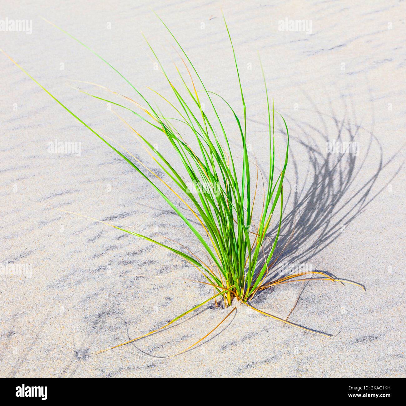 Wind blown grass on fine sand dune Stock Photo - Alamy