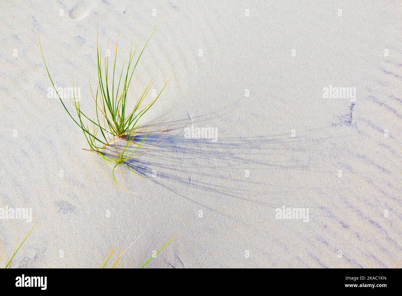 Wind blown grass on fine sand dune Stock Photo - Alamy
