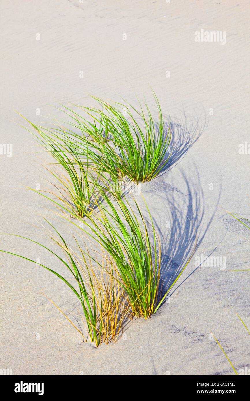 Wind blown grass on fine sand dune Stock Photo - Alamy