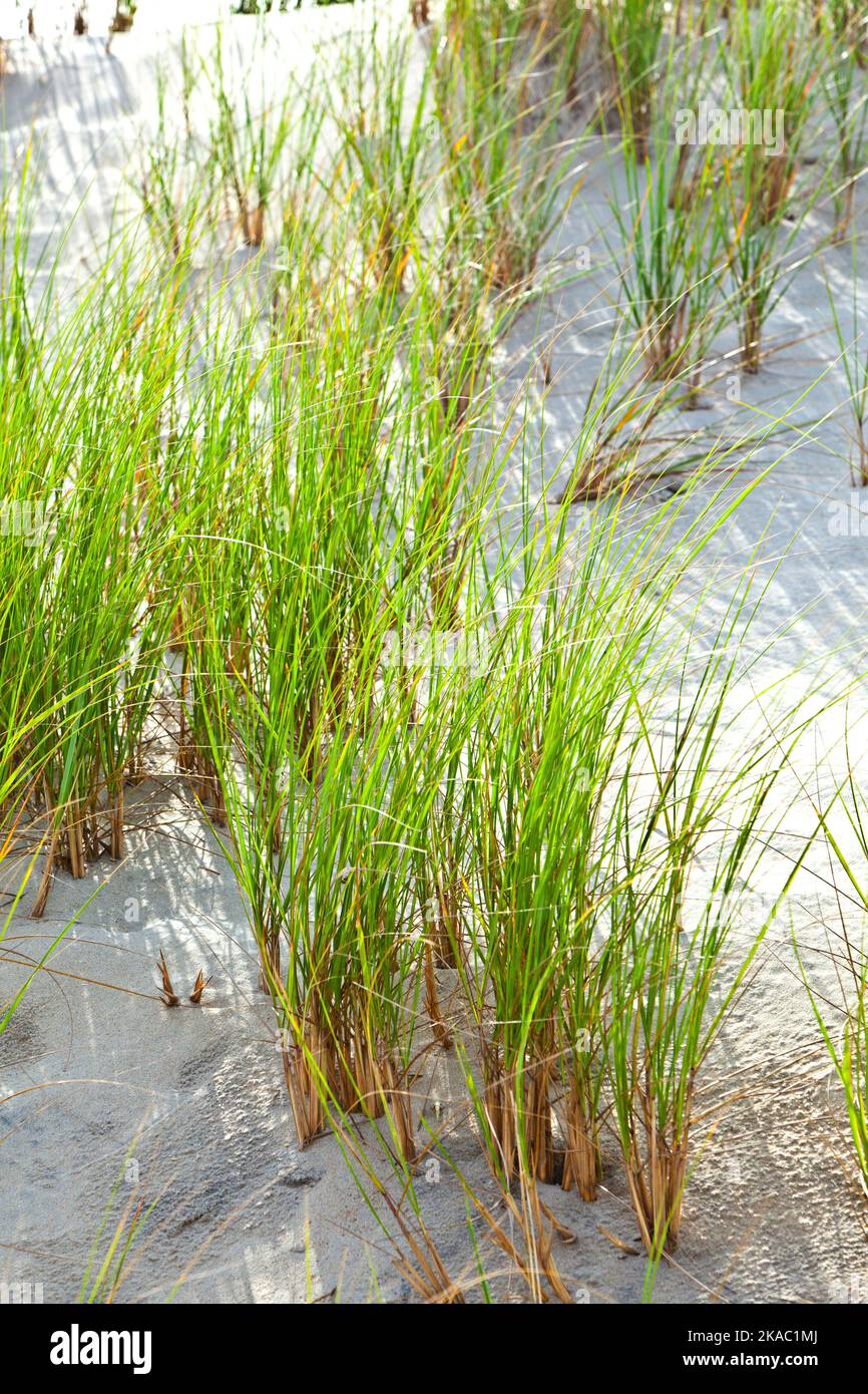 Wind blown grass on fine sand dune Stock Photo - Alamy