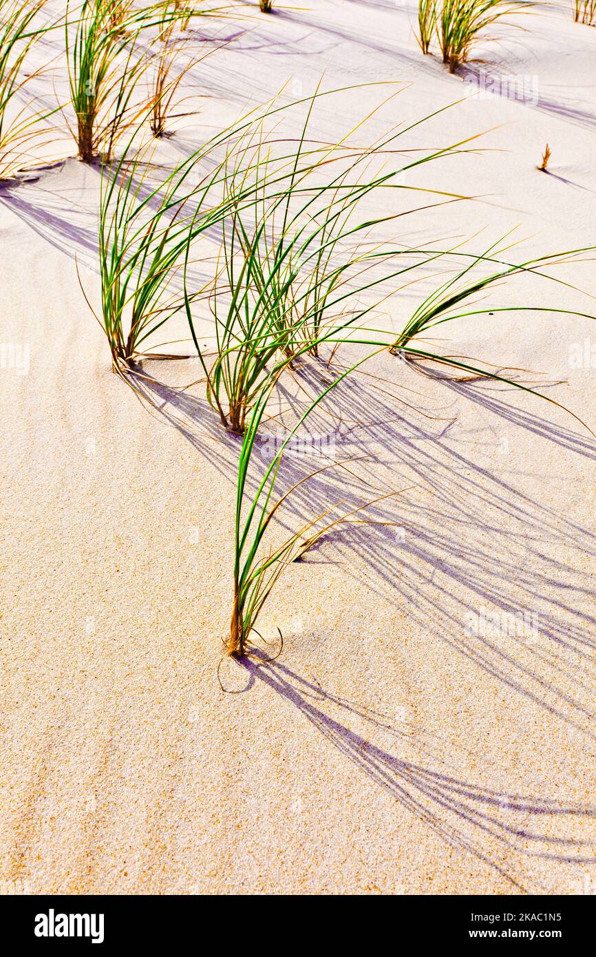 Wind blown grass on fine sand dune Stock Photo - Alamy
