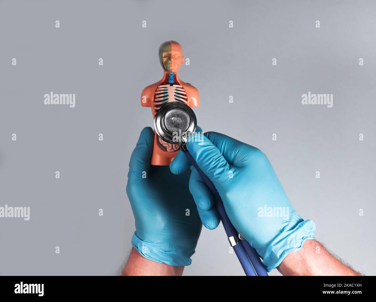 Listening with stethoscope skinless human 3d body model with inner ...