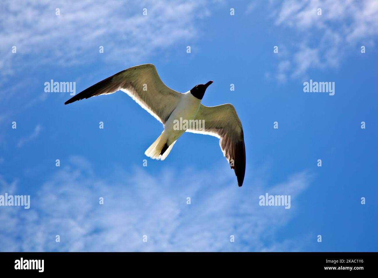 seagull is flying Stock Photo - Alamy
